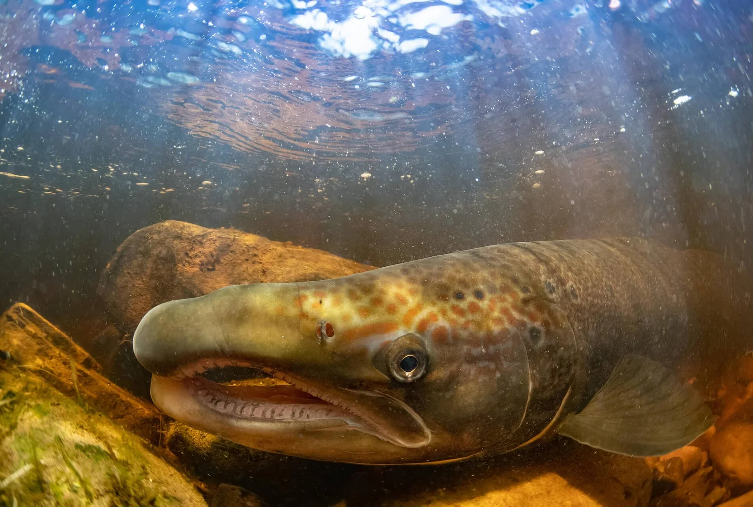 Atlantic Salmon — West Cumbria Rivers Trust