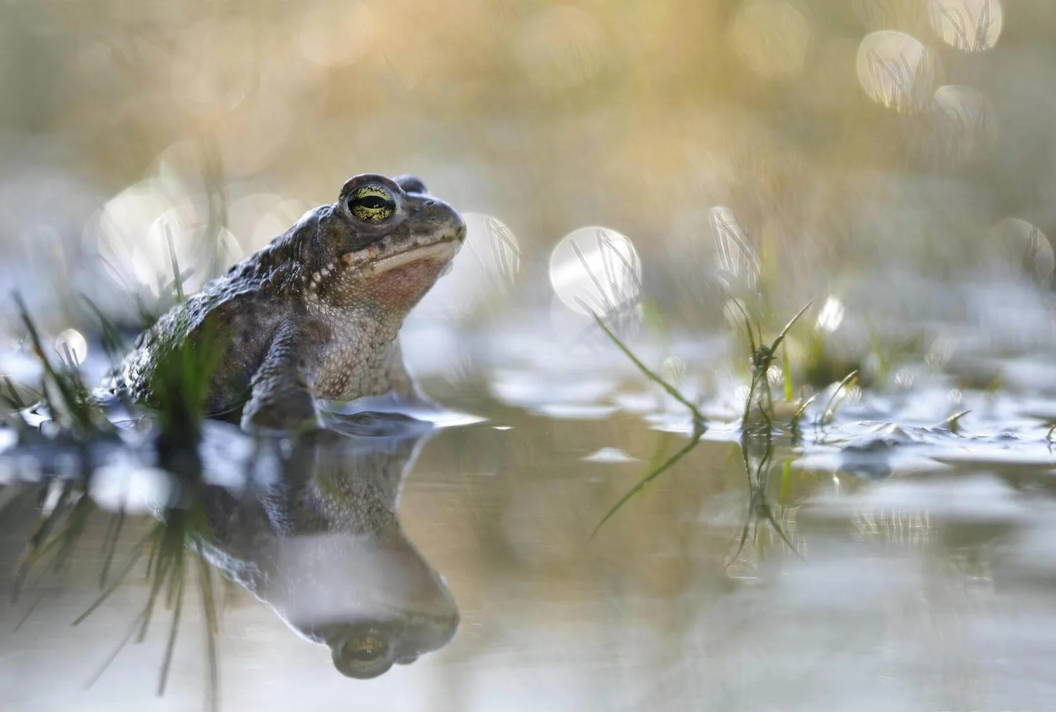 Amphibians — West Cumbria Rivers Trust