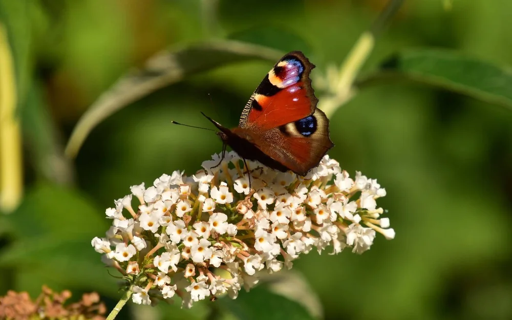 Invertebrates — West Cumbria Rivers Trust