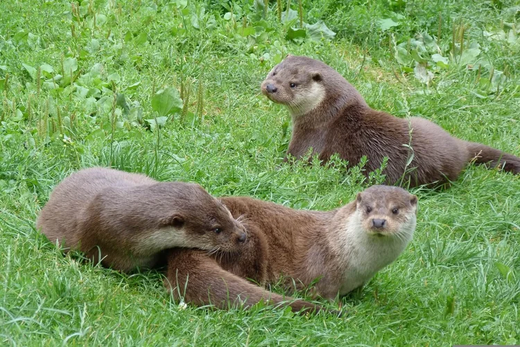 European Otter — West Cumbria Rivers Trust