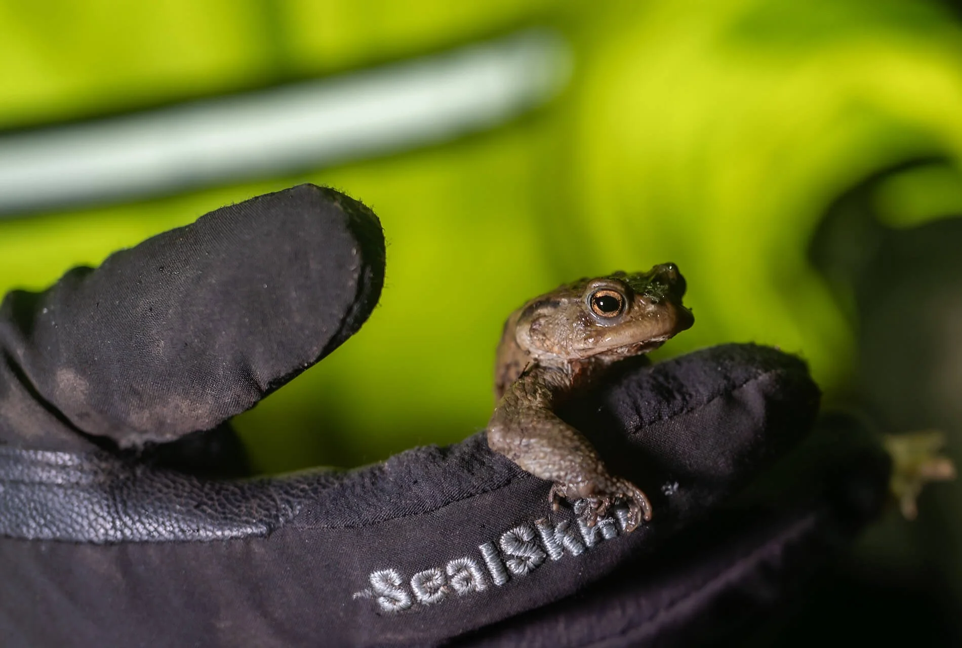 Toad Patrol — West Cumbria Rivers Trust