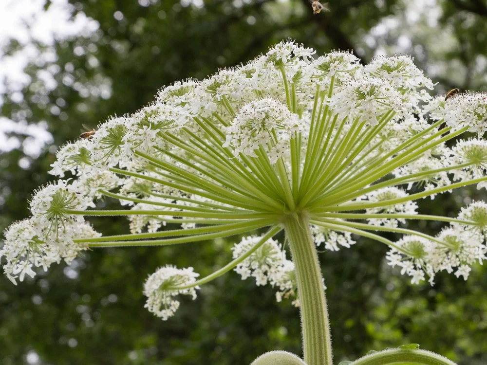 Invasive Non-native Plants — West Cumbria Rivers Trust