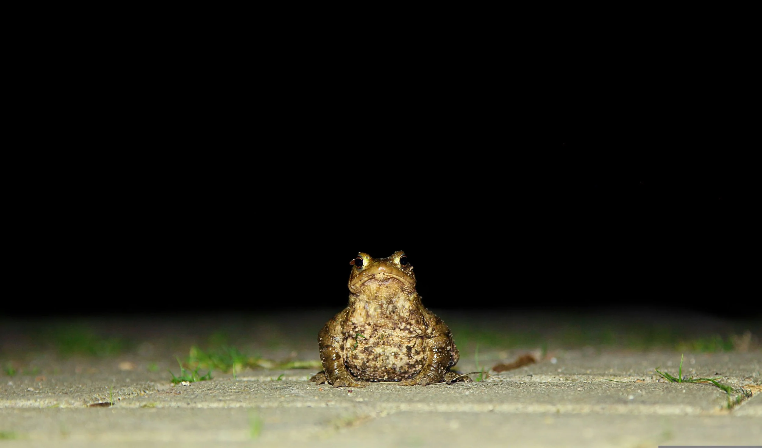Slow down, patrol the road and save the Toad — West Cumbria Rivers Trust