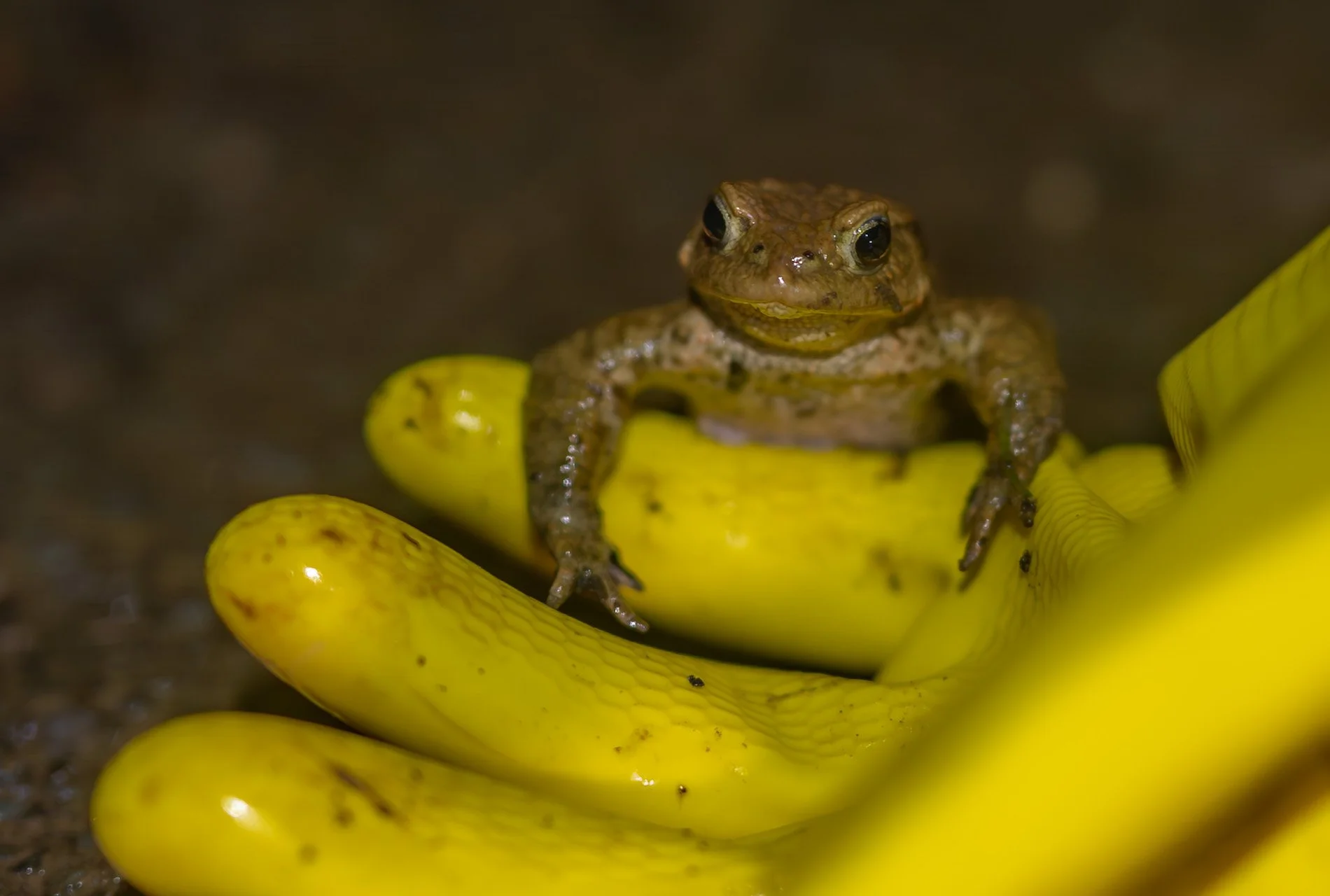 Toad Patrol — West Cumbria Rivers Trust