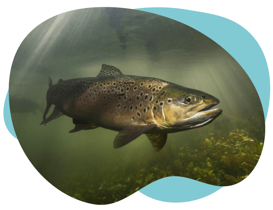 All Projects — West Cumbria Rivers Trust