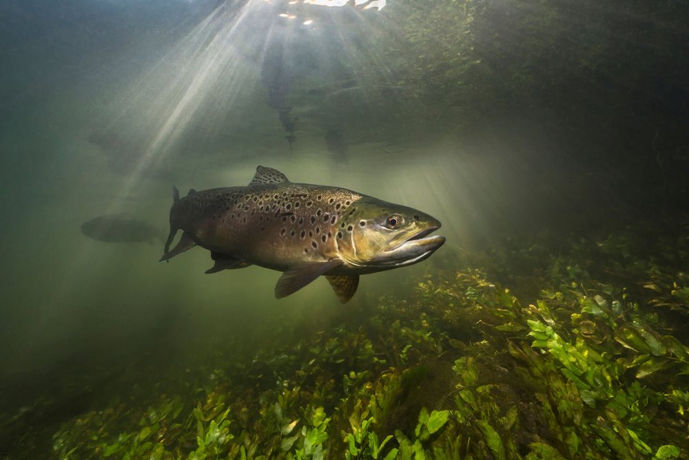 Fish & Habitat Surveys — West Cumbria Rivers Trust