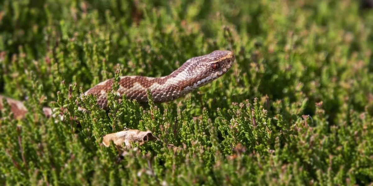 Walk & Talk: Adders are Amazing — West Cumbria Rivers Trust