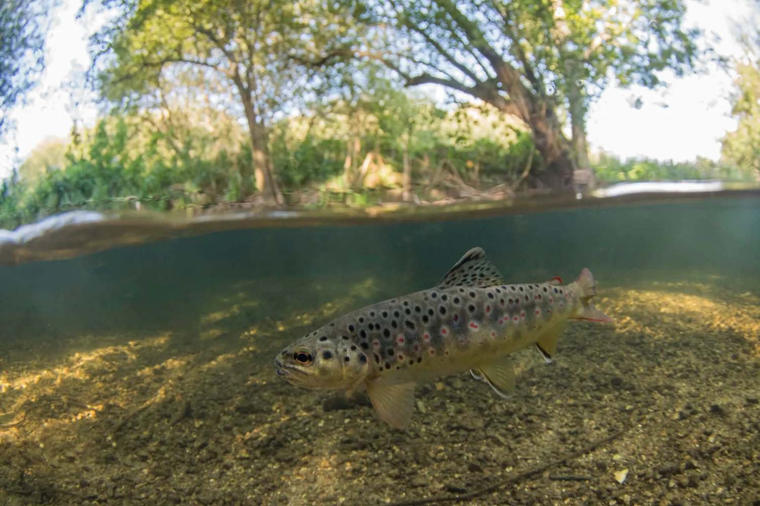 Fish & Habitat Surveys — West Cumbria Rivers Trust