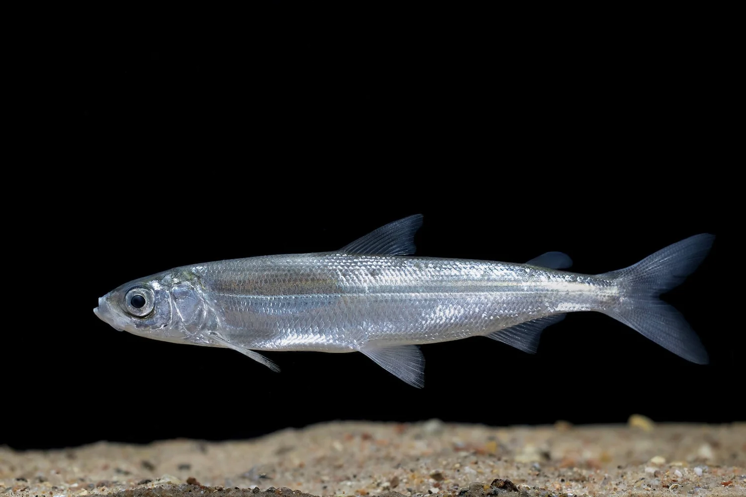 Wildlife — West Cumbria Rivers Trust