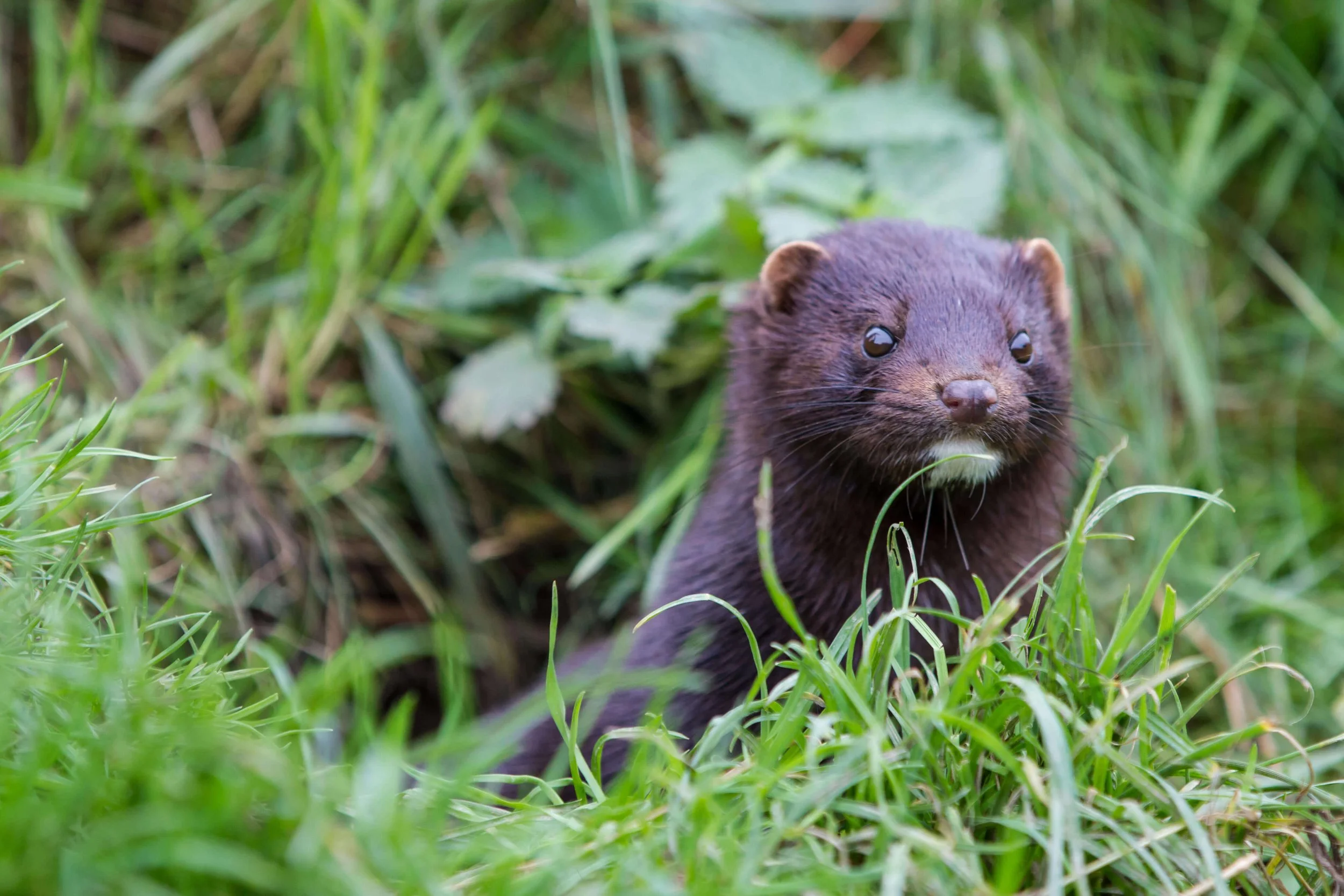 Mink Free Rivers — West Cumbria Rivers Trust