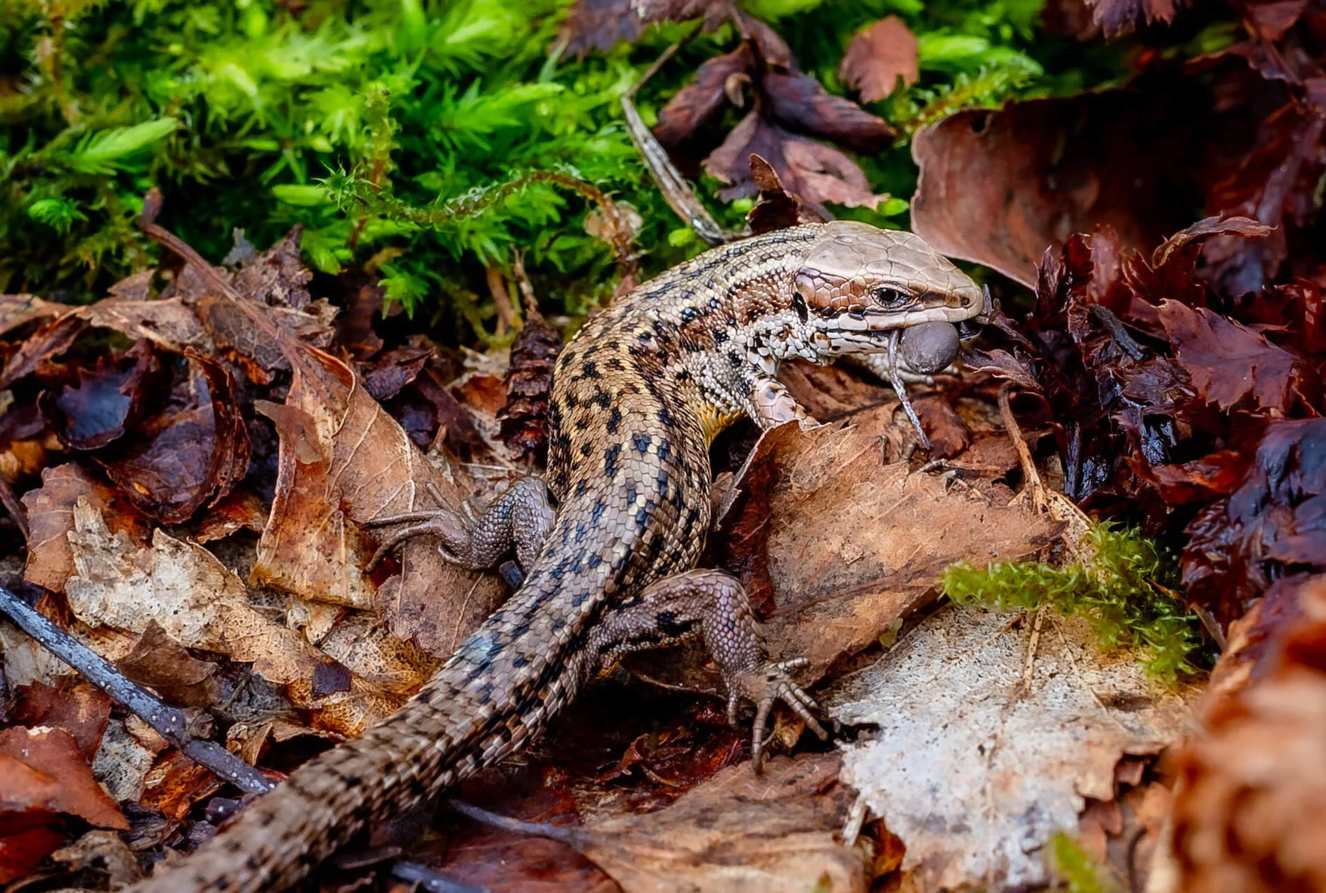 Reptiles — West Cumbria Rivers Trust