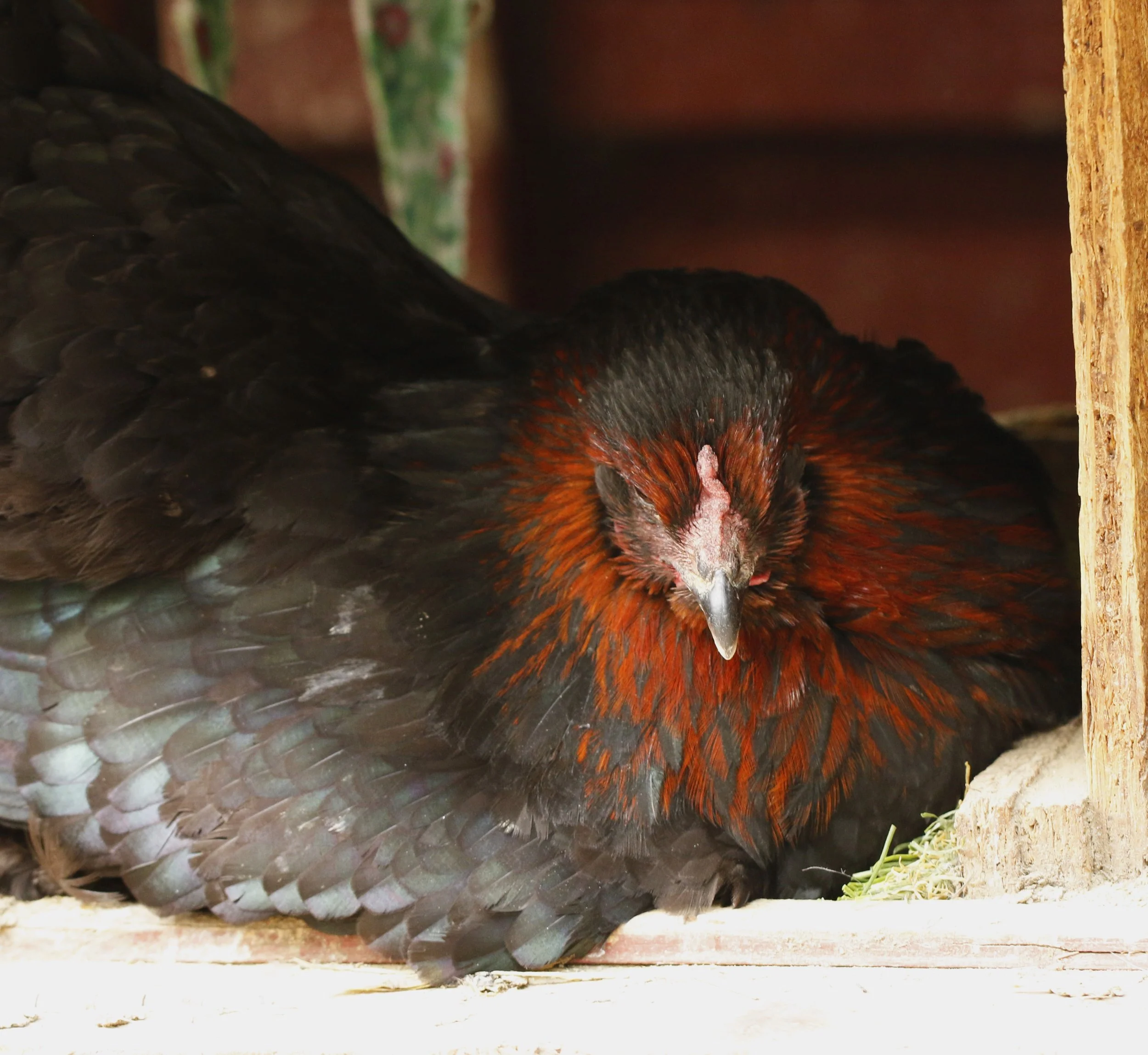 Ayam Cemani Chicks for Sale - Rare Black Chickens | Sugar Feather Farm ...