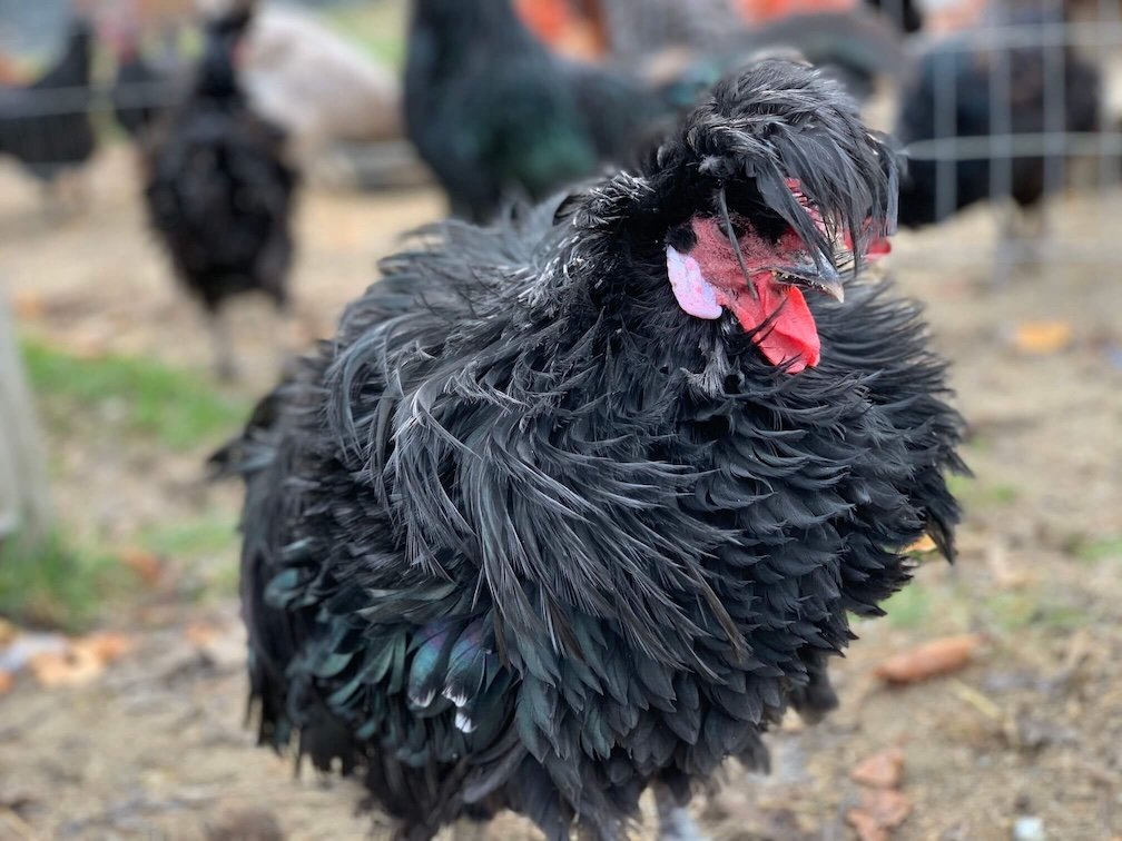 Ayam Cemani Chicks for Sale - Rare Black Chickens | Sugar Feather Farm ...