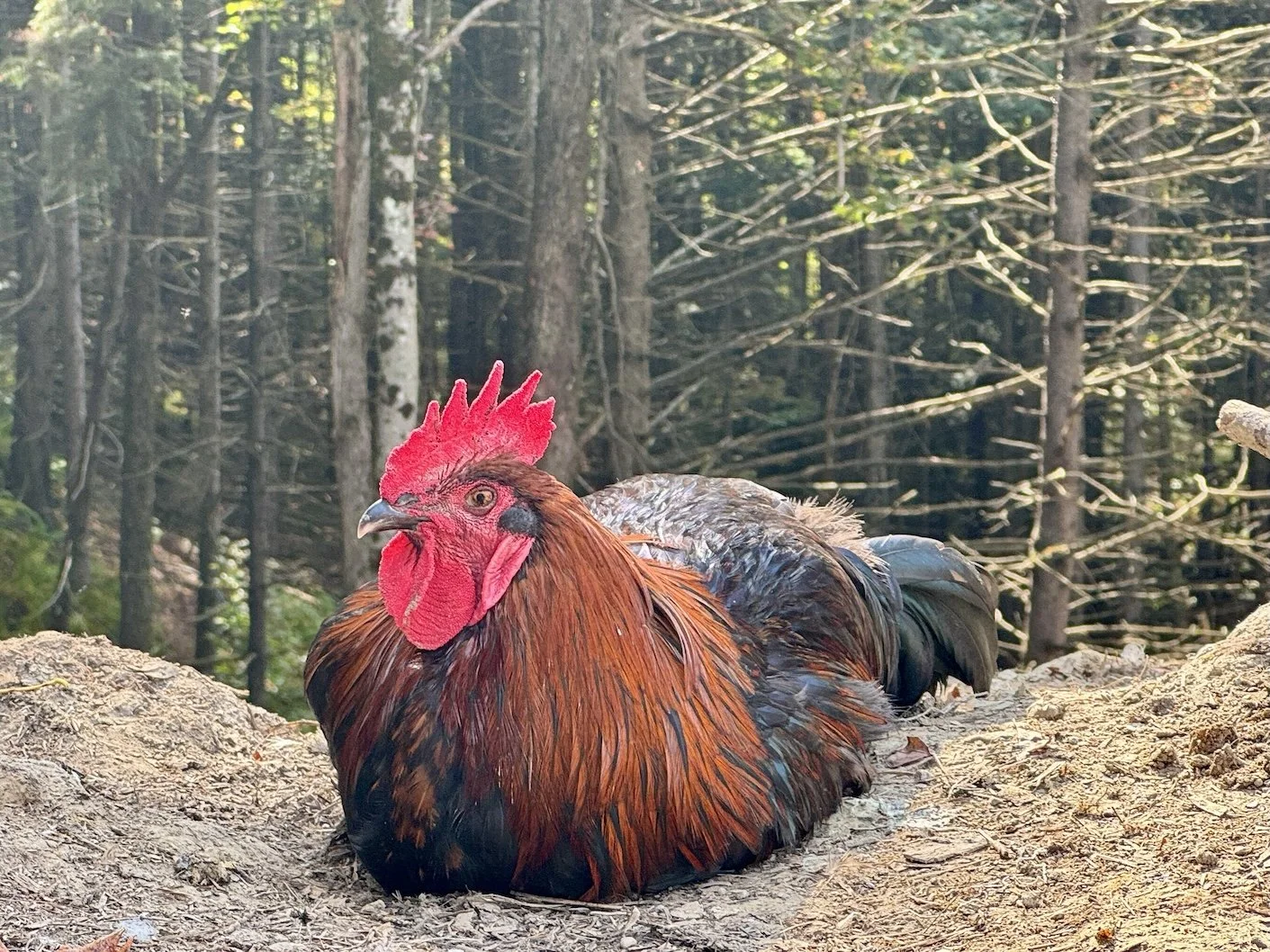 Serama Starter Pullets & Cockerels for Sale | Mini Bantams & Teacup ...