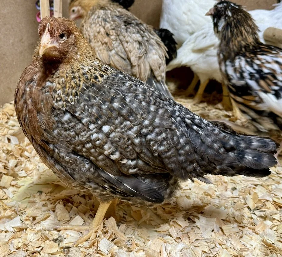 Serama Chicks for Sale | Mini Bantams & Teacup Chickens | Sugar Feather ...