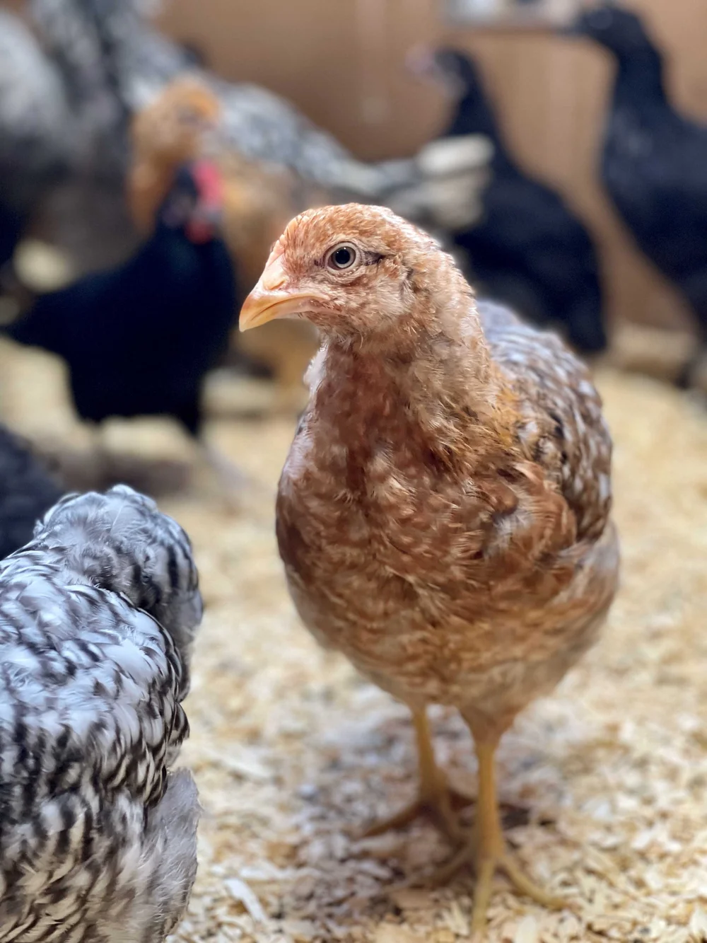 Serama Chicks for Sale | Mini Bantams & Teacup Chickens | Sugar Feather ...