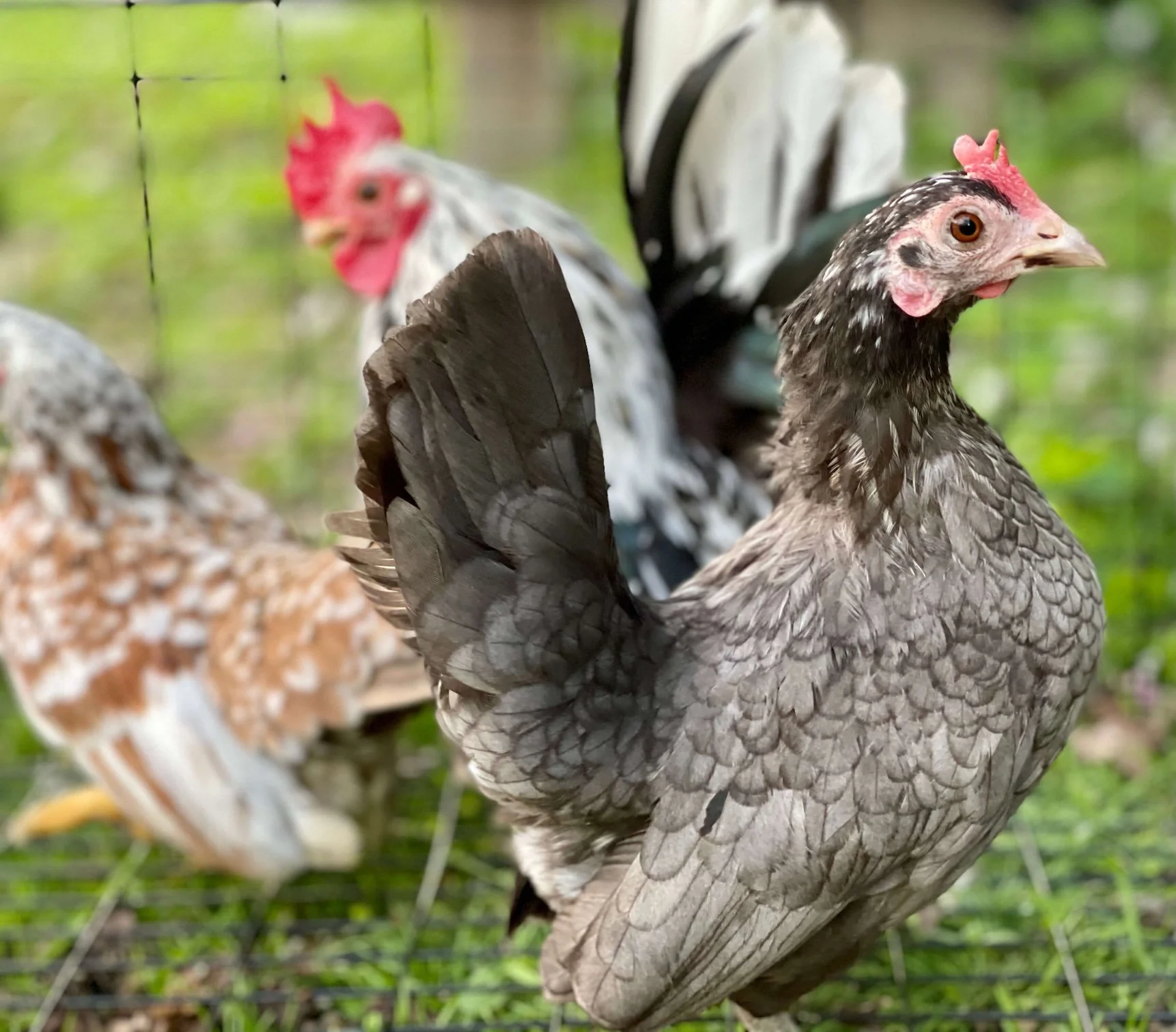 Serama Chicks for Sale | Mini Bantams & Teacup Chickens | Sugar Feather ...