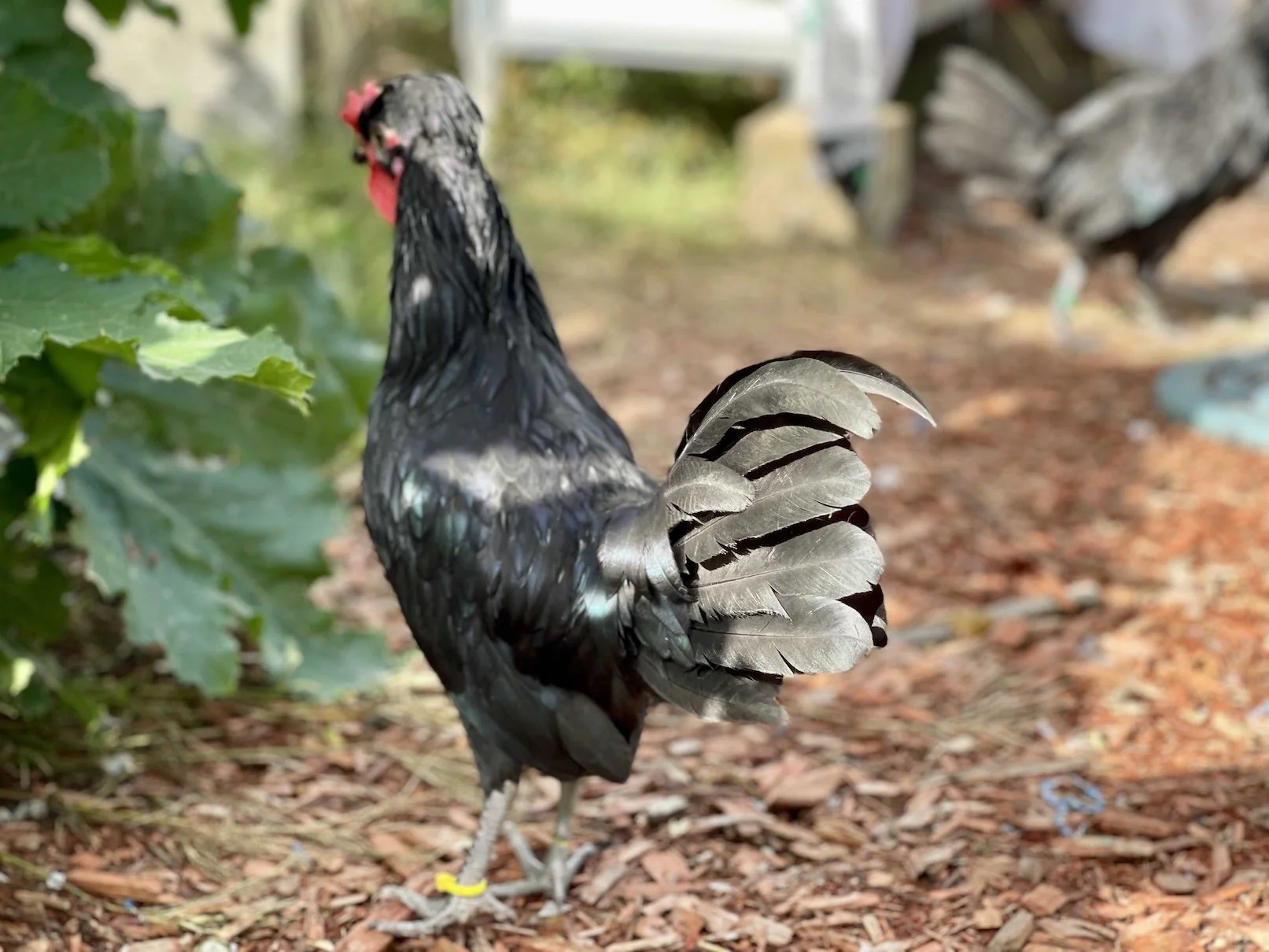Serama Chicks for Sale | Mini Bantams & Teacup Chickens | Sugar Feather ...