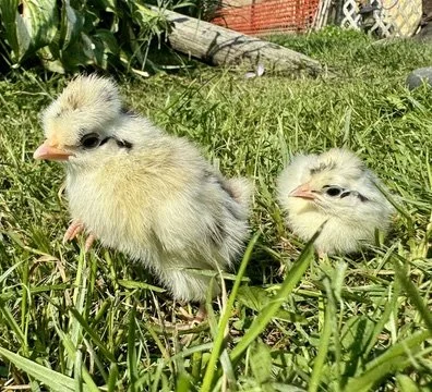 Silkie Showgirl Chick | Sugar Feather Farm