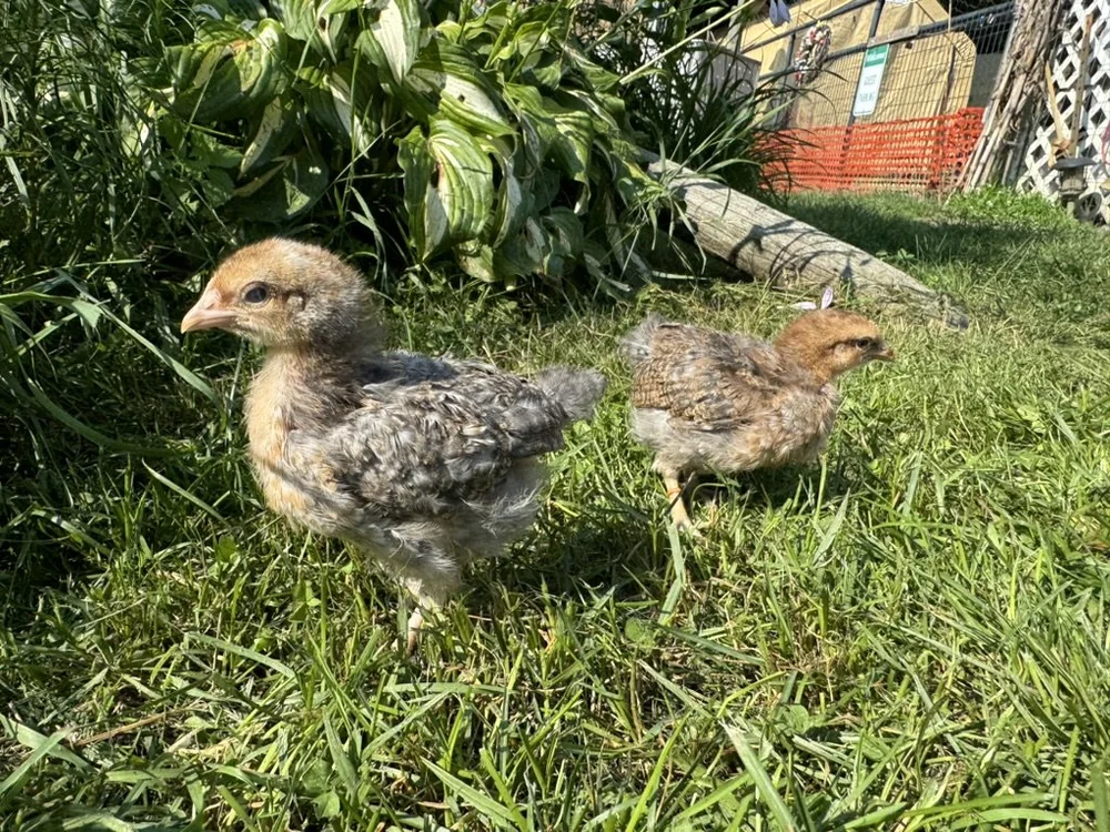 Hmong Chicks | Sugar Feather Farm