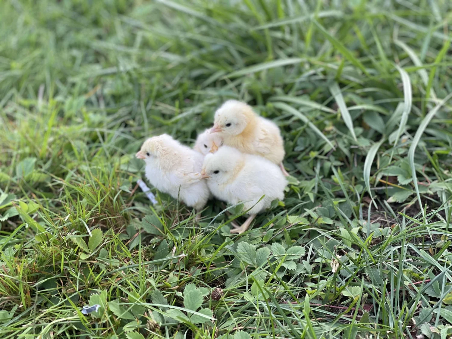 Sugar Feather True Blue Chicks | Sugar Feather Farm