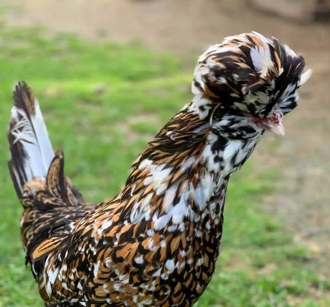 Serama Chicks for Sale | Mini Bantams & Teacup Chickens | Sugar Feather ...