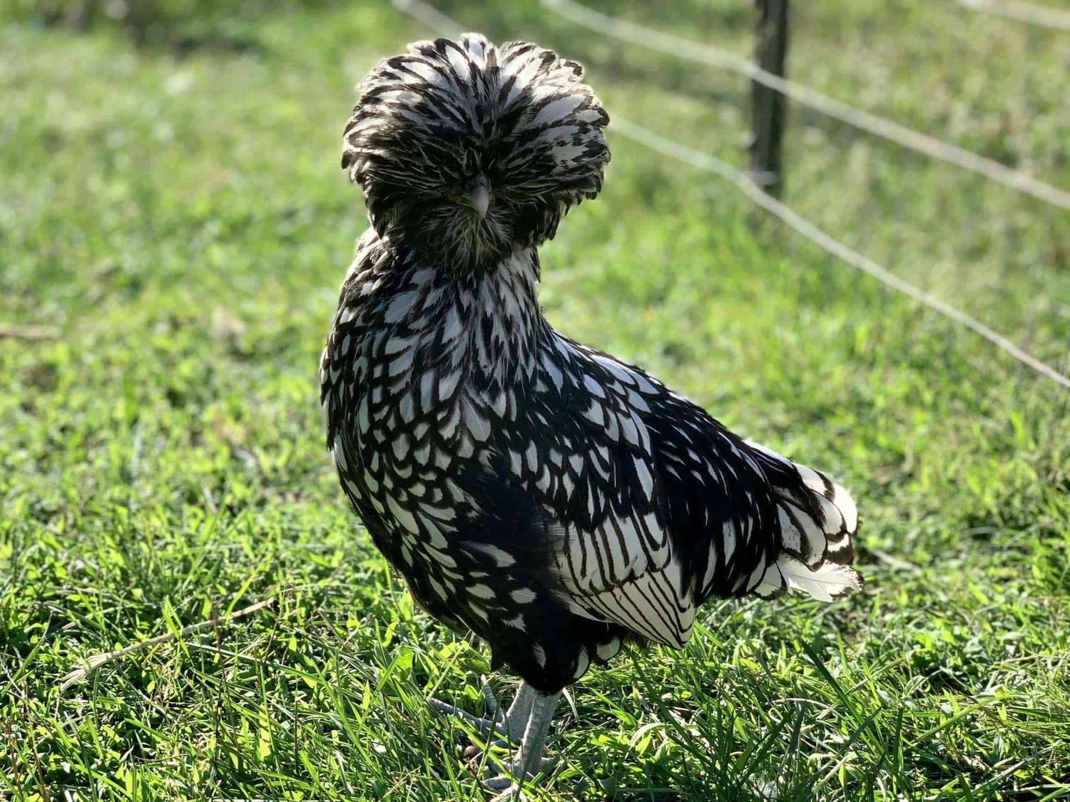 Serama Chicks for Sale | Mini Bantams & Teacup Chickens | Sugar Feather ...
