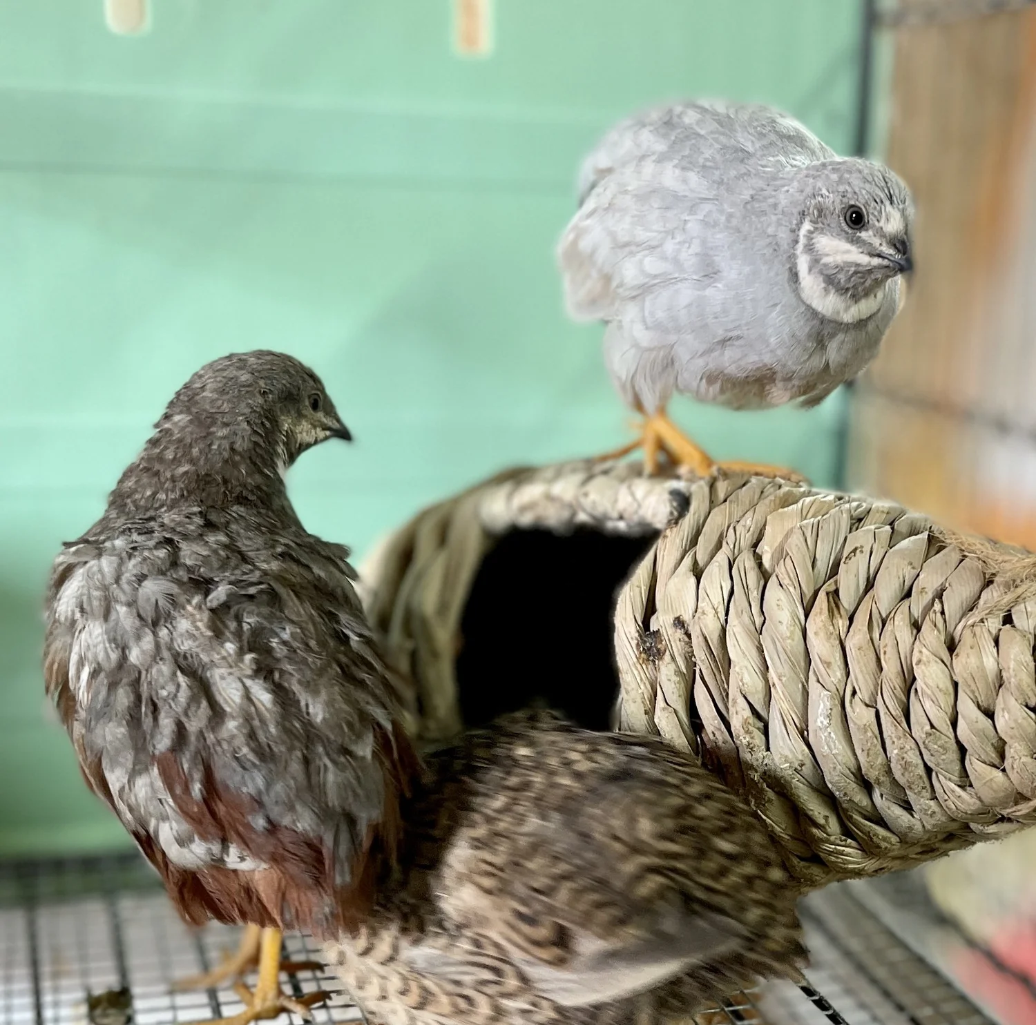 Button Quail Birds For Sale | Sugar Feather Farm
