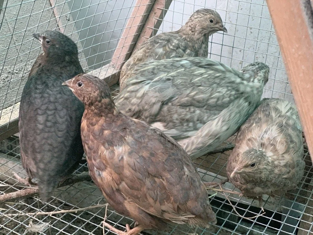 Coturnix & Celadon Quail Chicks | Eggs, Meat & Blue Egg Layers | Sugar ...