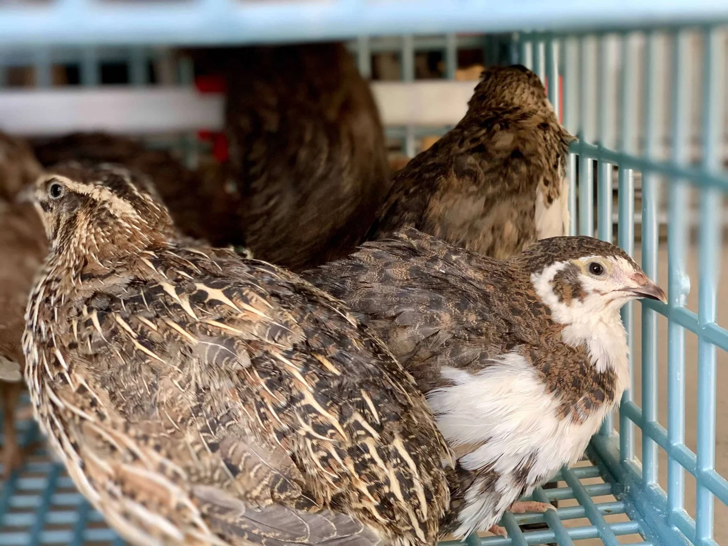 Button Quail Unsexed Chicks | Sugar Feather Farm