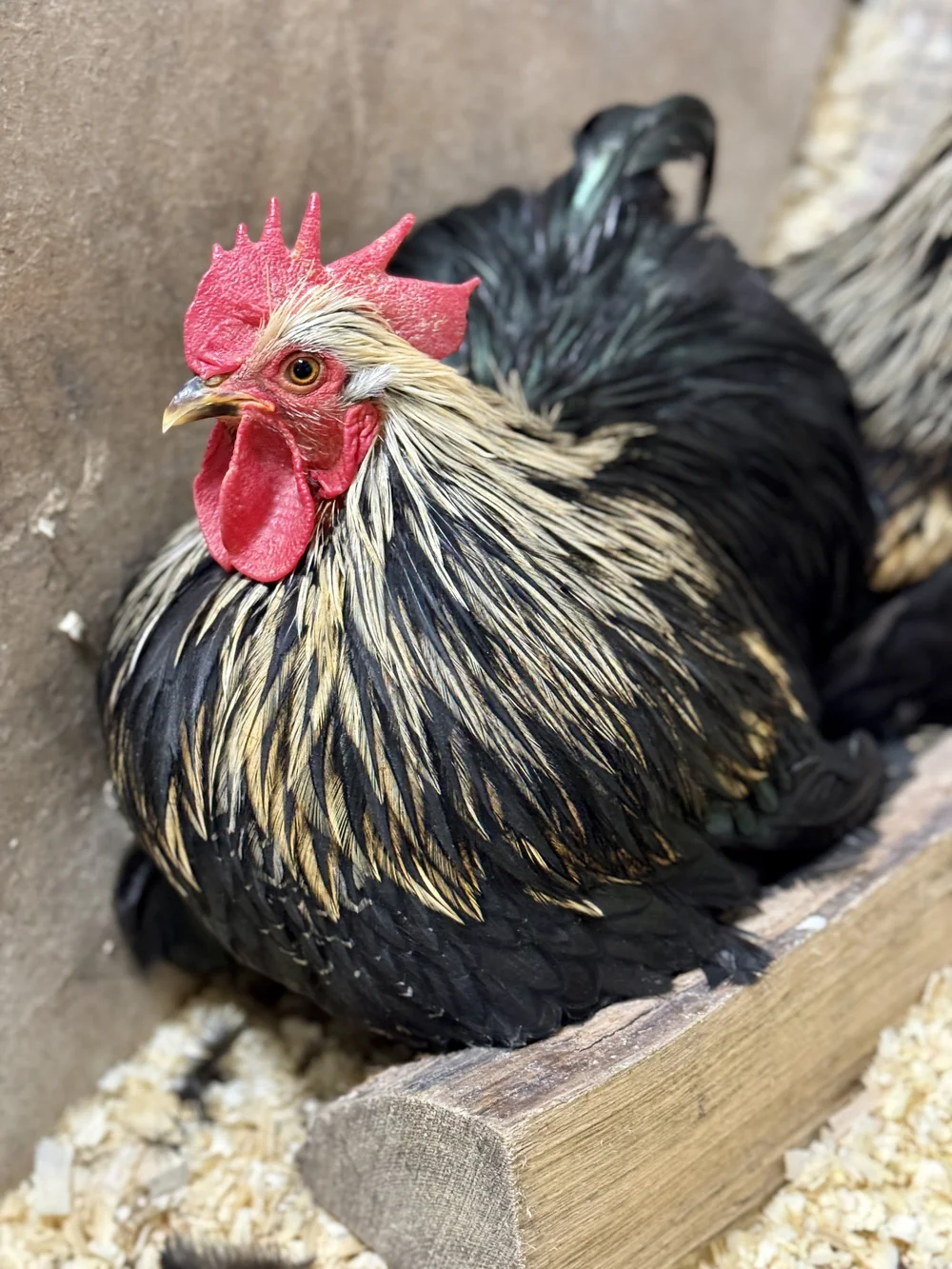 Bantam Orpington Starter Pullet | Sugar Feather Farm