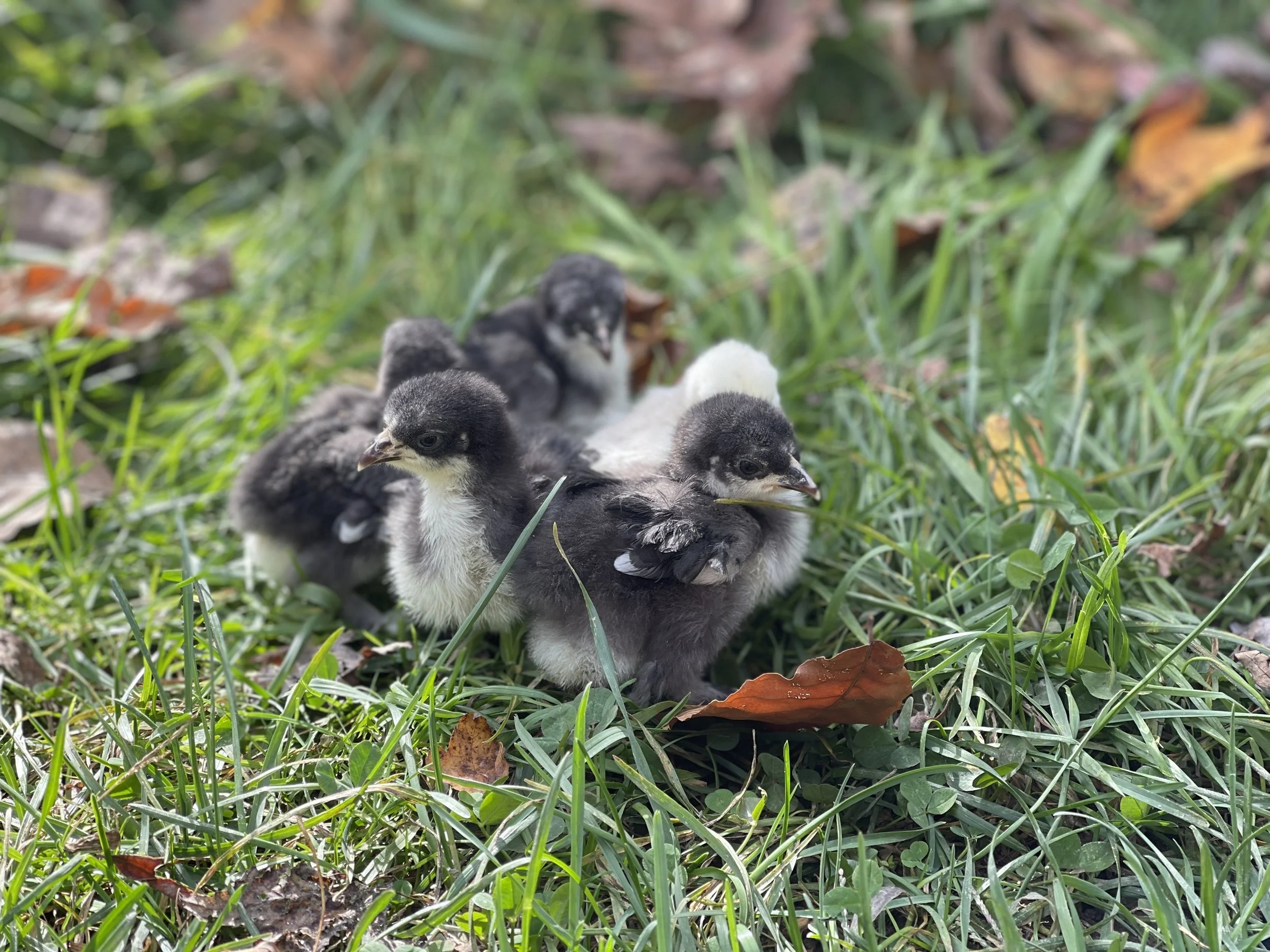 Silkie Showgirl Chick | Sugar Feather Farm