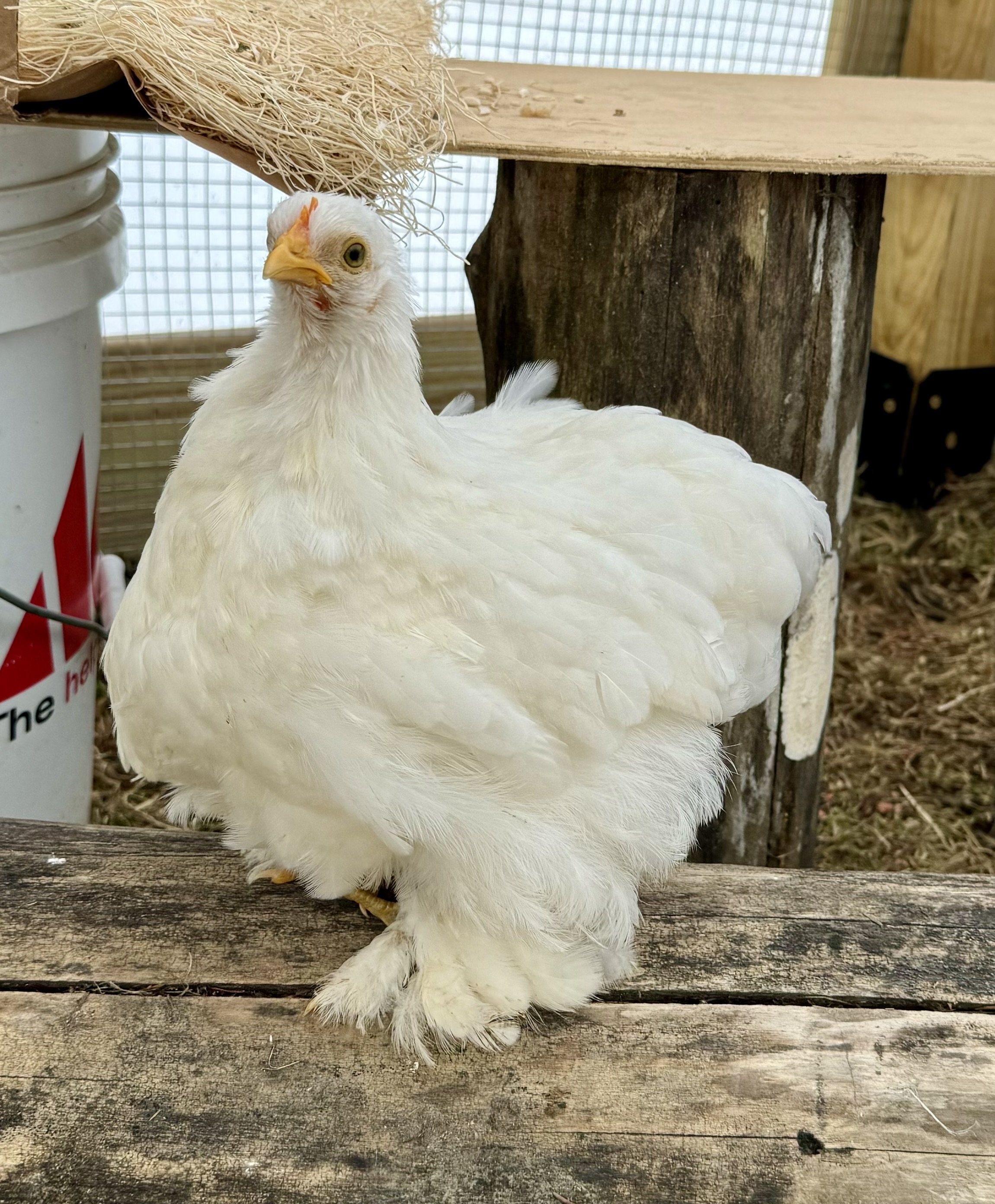 Serama Chicks for Sale | Mini Bantams & Teacup Chickens | Sugar Feather ...