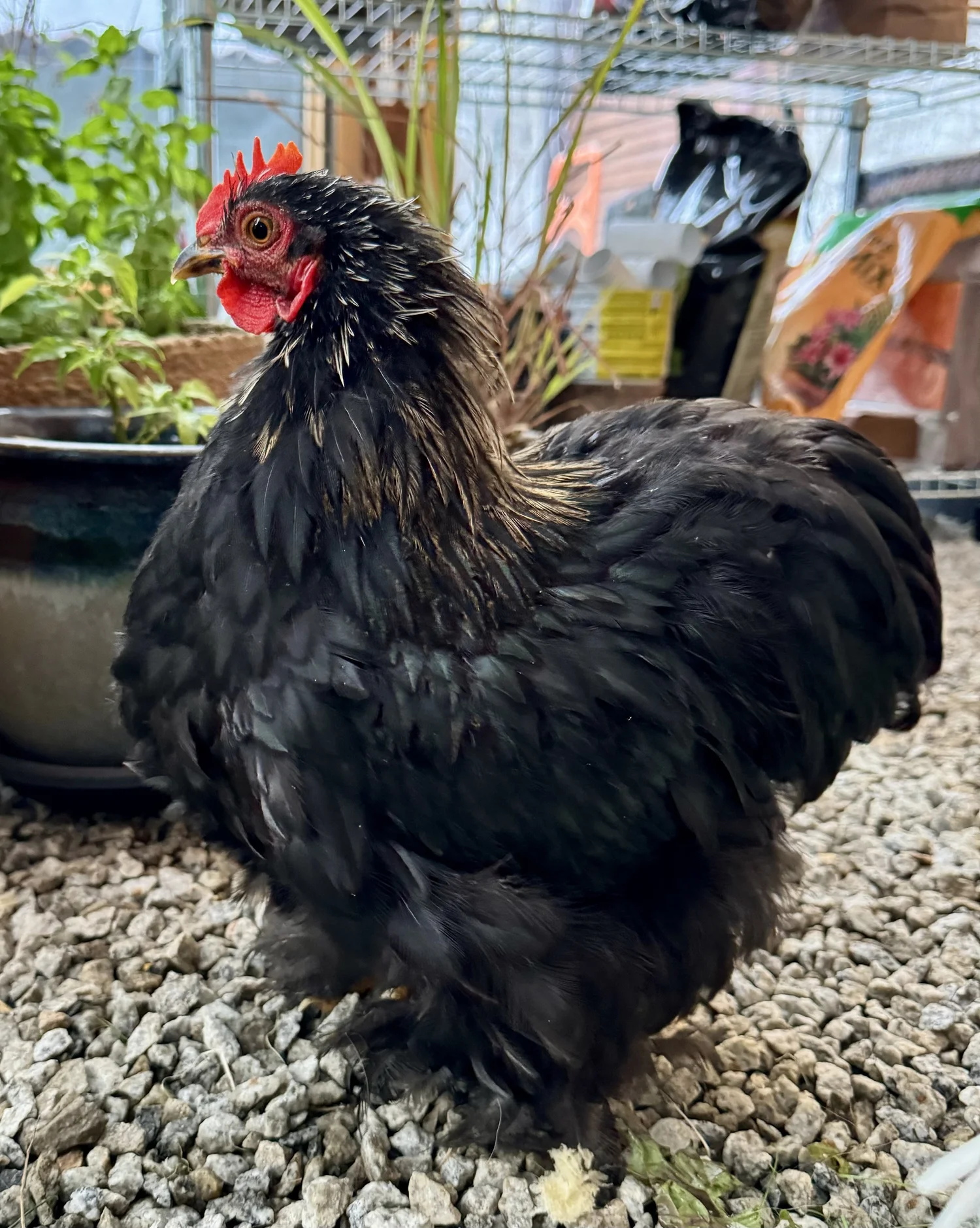 Favaucana Starter Pullet | Sugar Feather Farm