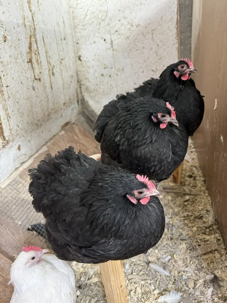 Ayam Cemani Chicks for Sale - Rare Black Chickens | Sugar Feather Farm ...
