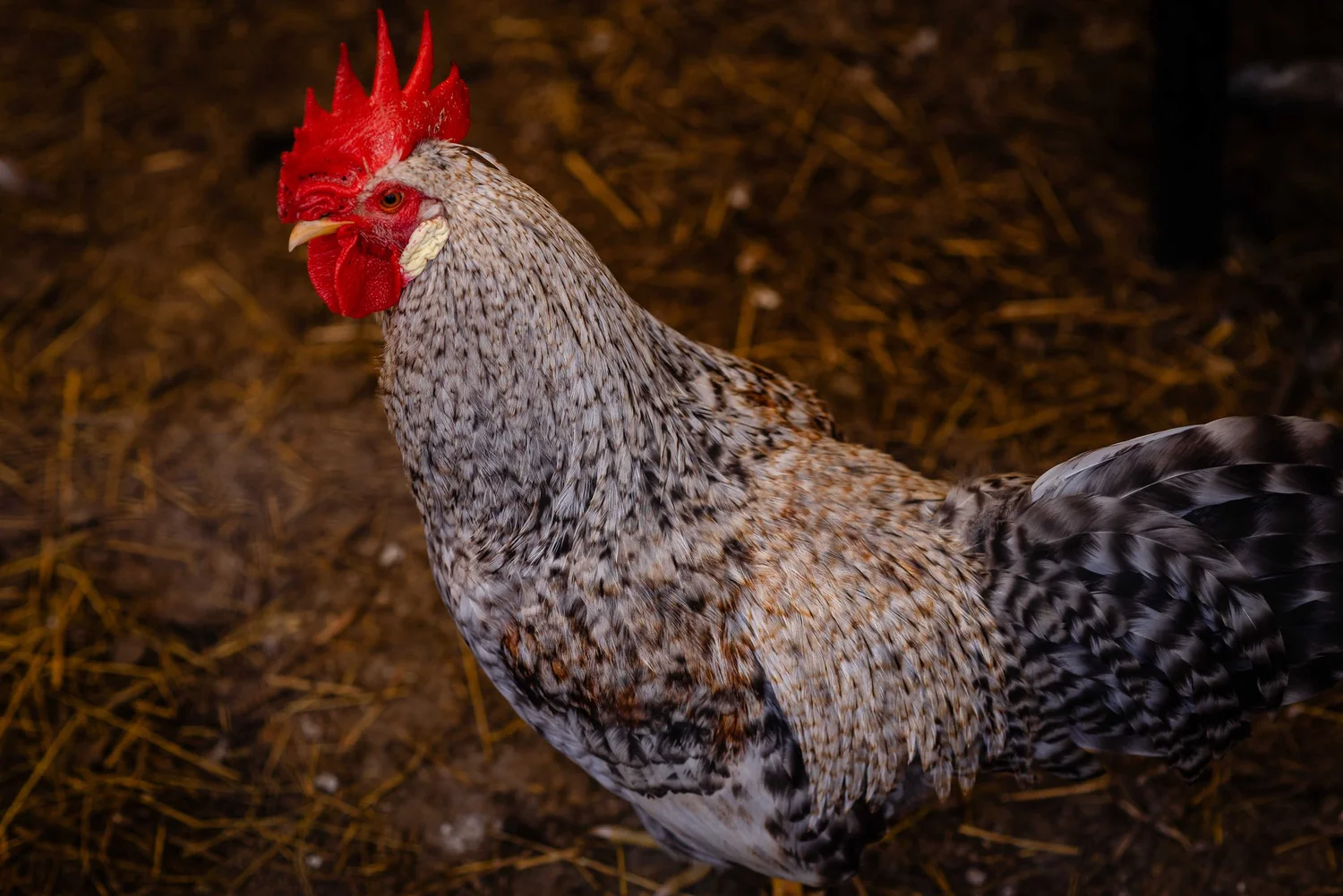 Serama Chicks for Sale | Mini Bantams & Teacup Chickens | Sugar Feather ...