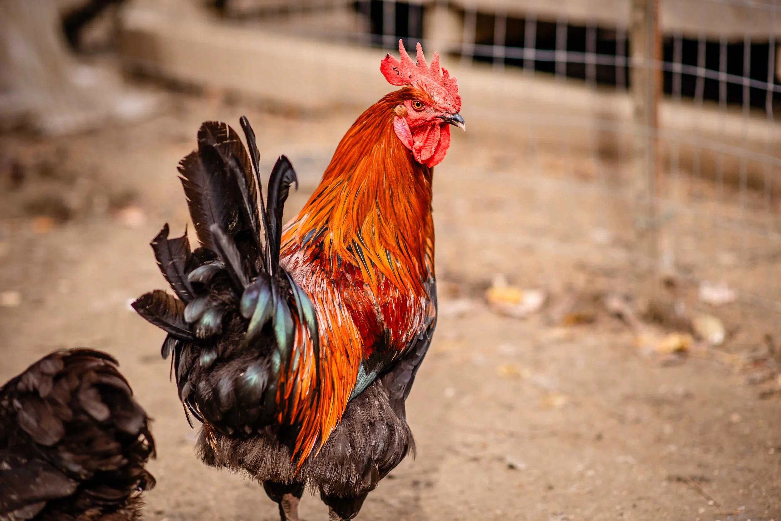 Gold Laced Polish Chicks | Sugar Feather Farm