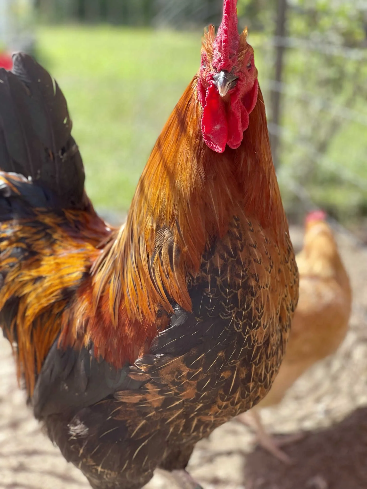 Serama Chicks for Sale | Mini Bantams & Teacup Chickens | Sugar Feather ...