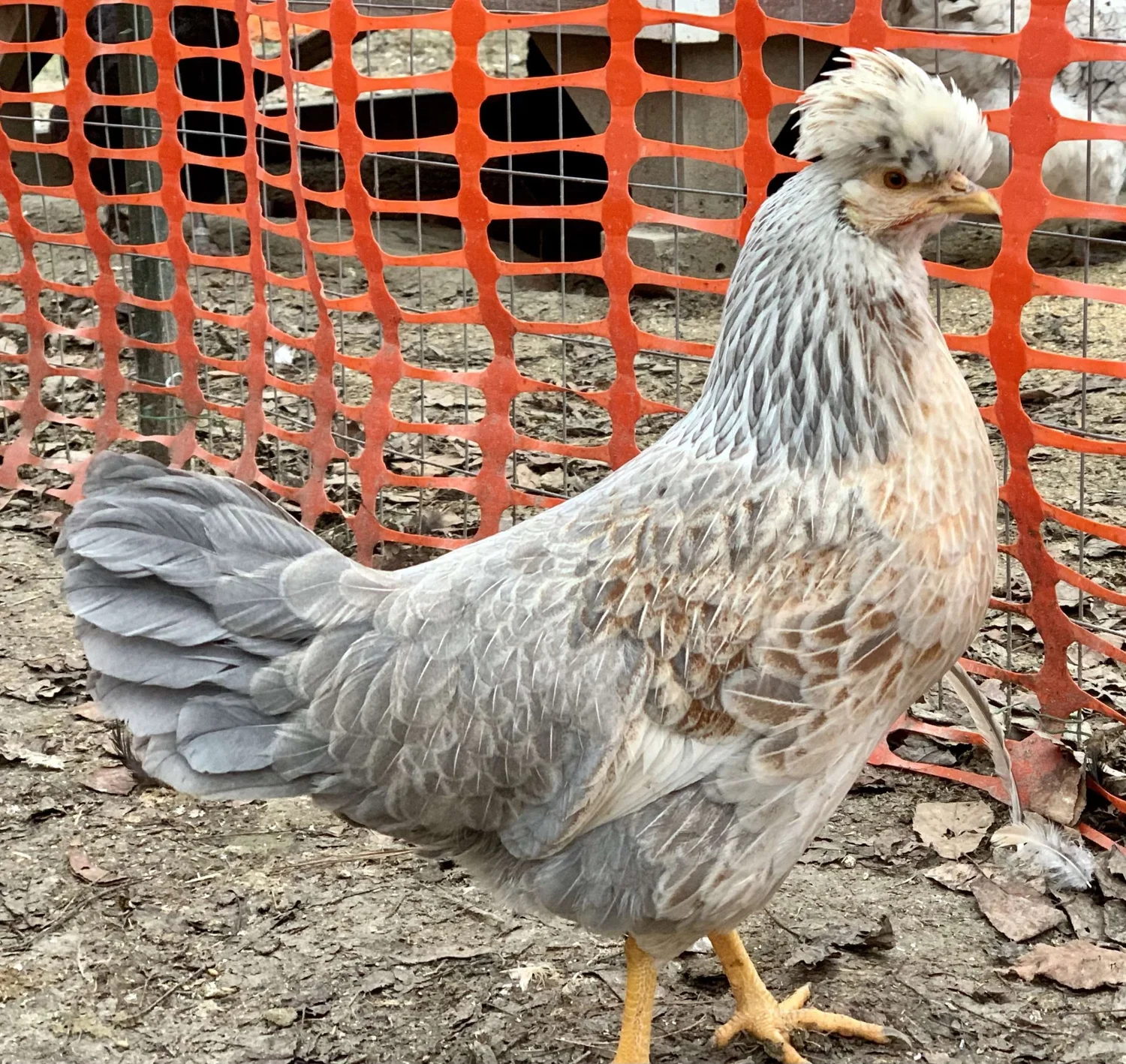 Easter Egger Chicks | Sugar Feather Farm