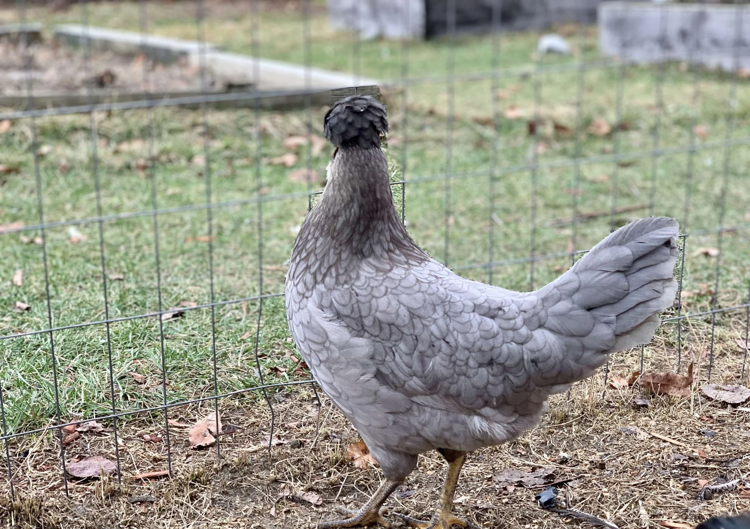 Silkie Showgirl Chick | Sugar Feather Farm