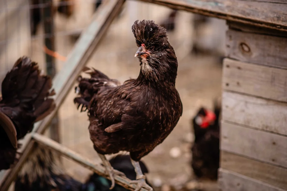 Ayam Cemani Chicks for Sale - Rare Black Chickens | Sugar Feather Farm ...