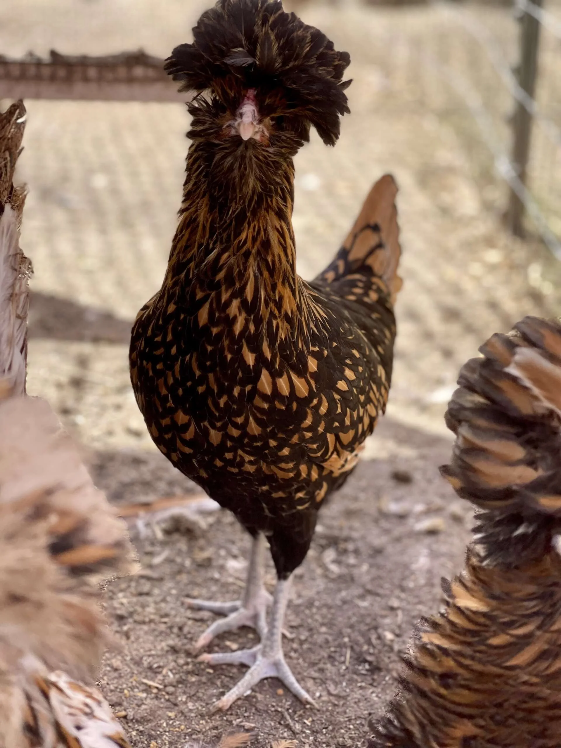 Ayam Cemani Chicks for Sale - Rare Black Chickens | Sugar Feather Farm ...
