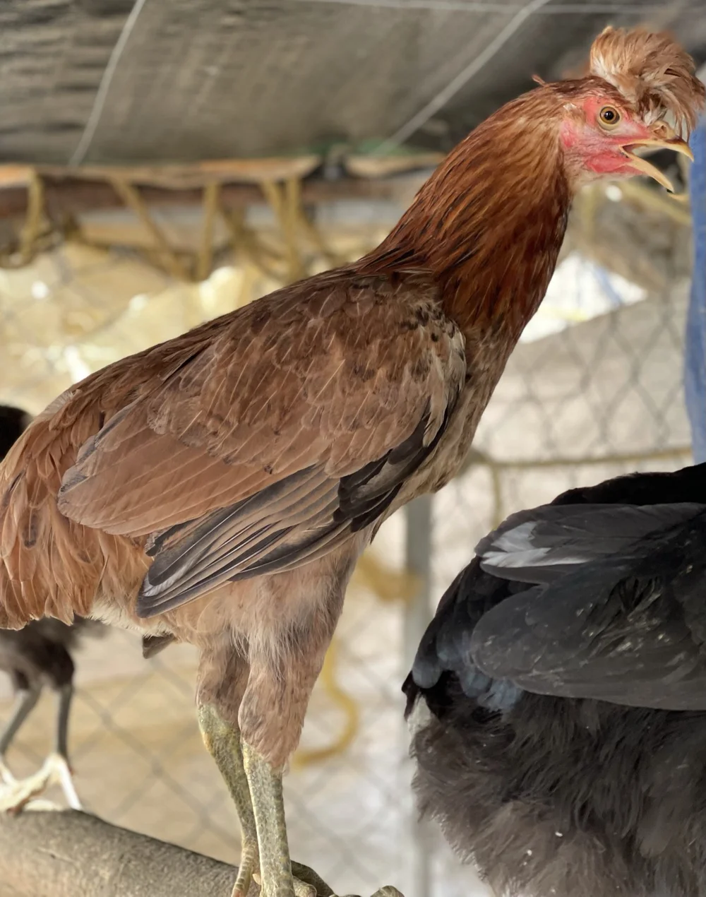 Ayam Cemani Chicks for Sale - Rare Black Chickens | Sugar Feather Farm ...