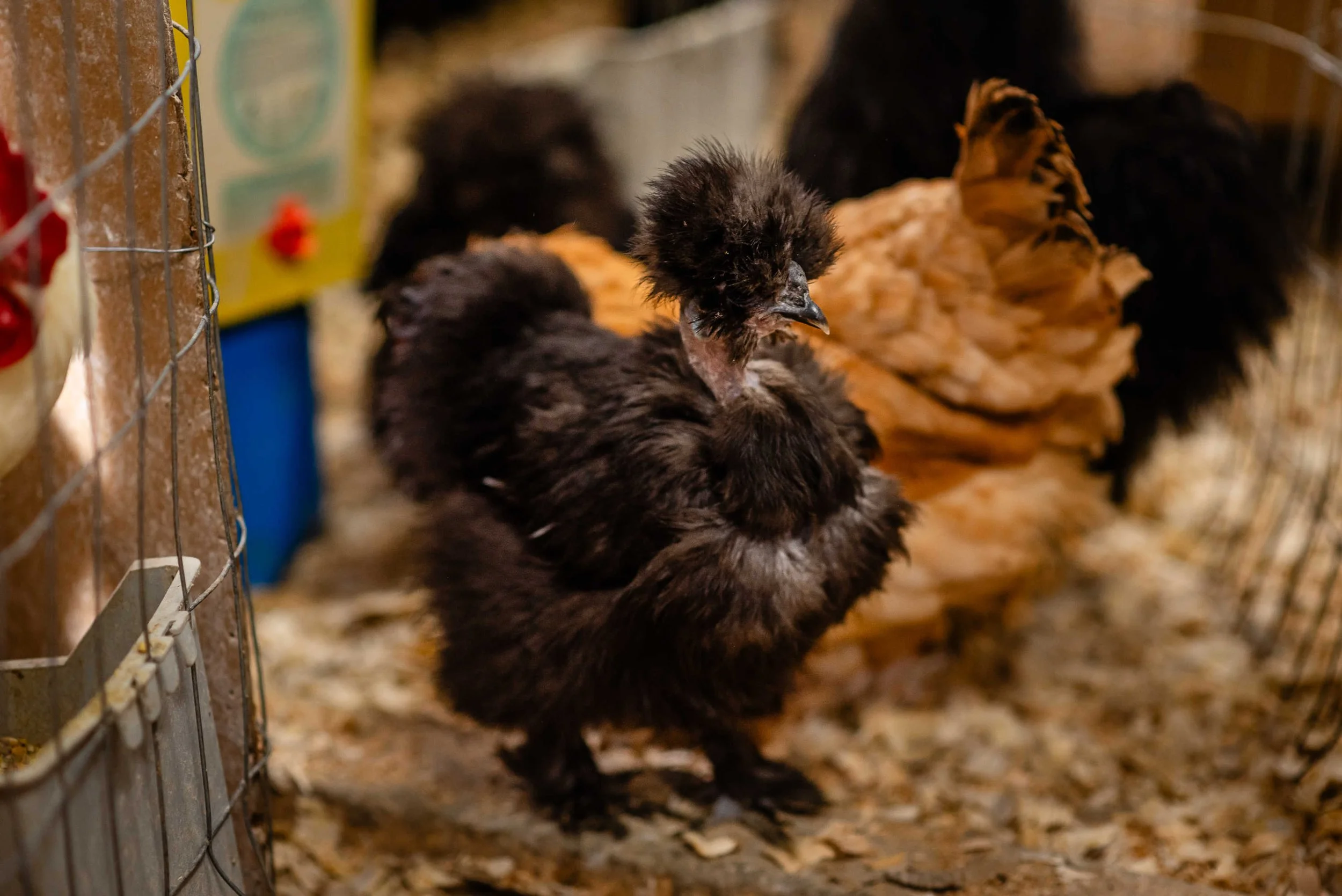Favaucana Starter Pullet | Sugar Feather Farm