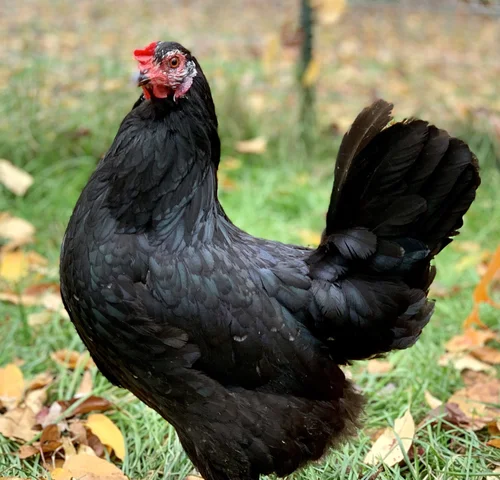 Ayam Cemani Chicks for Sale - Rare Black Chickens | Sugar Feather Farm ...