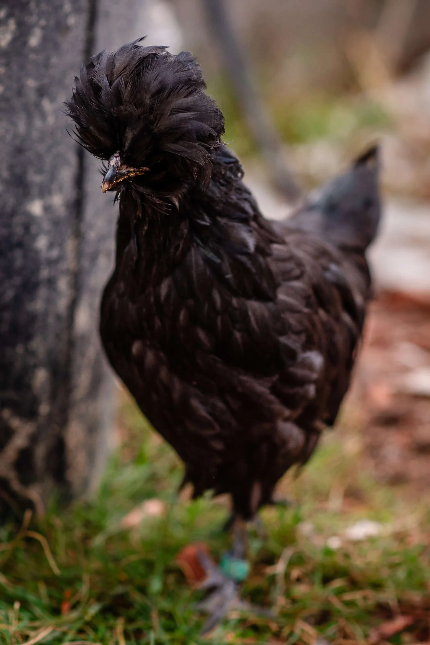 Serama Chicks for Sale | Mini Bantams & Teacup Chickens | Sugar Feather ...