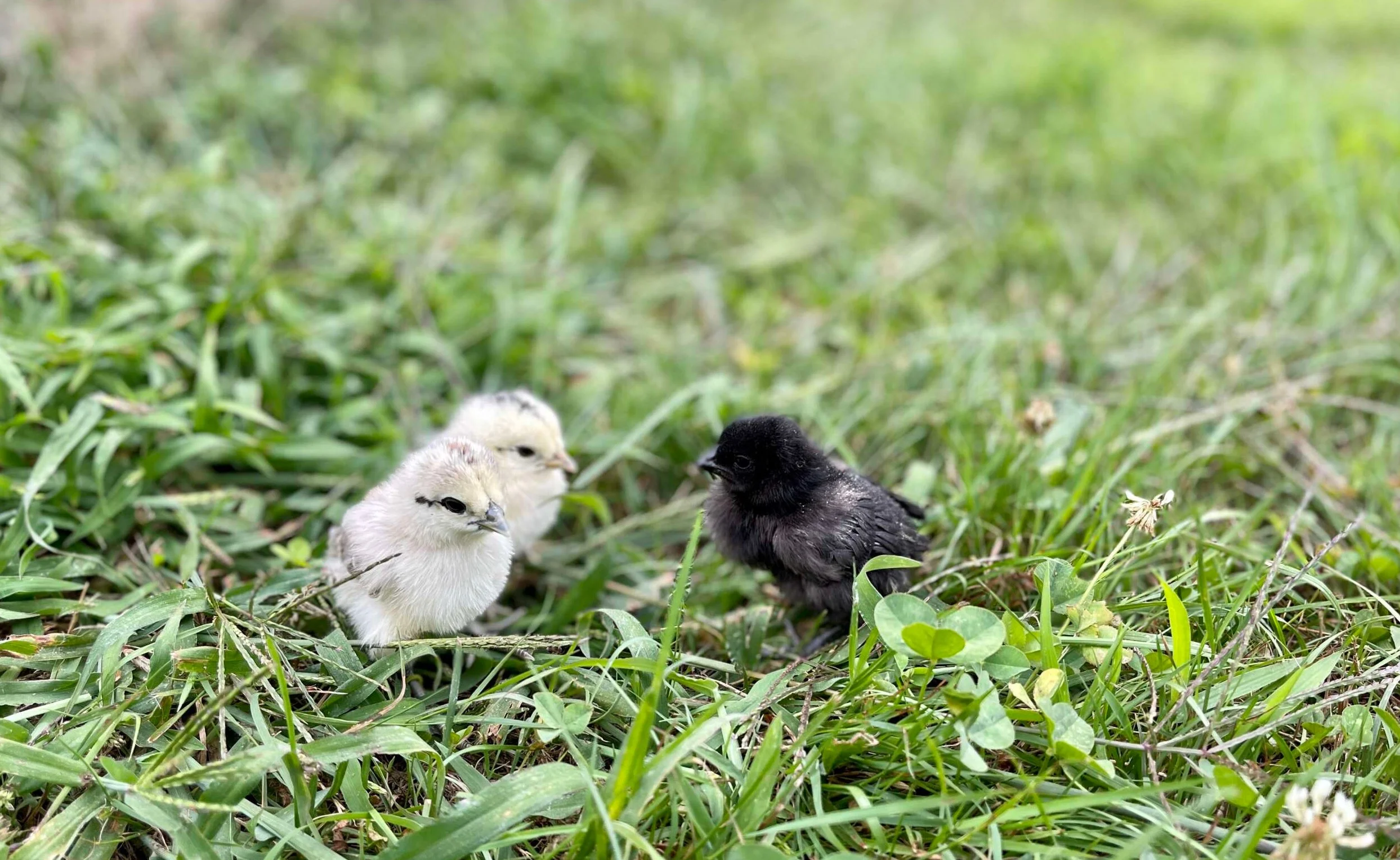 Tolbunt Polish Chicks | Sugar Feather Farm