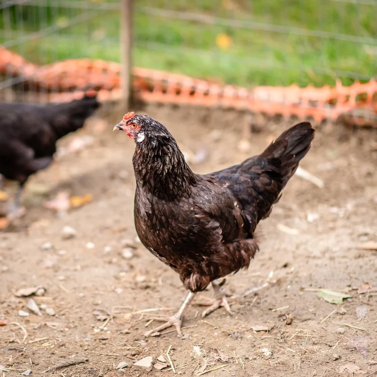 Ayam Cemani Chicks for Sale - Rare Black Chickens | Sugar Feather Farm ...