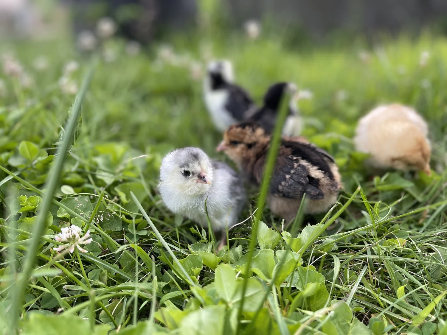 Tolbunt Polish Chicks | Sugar Feather Farm