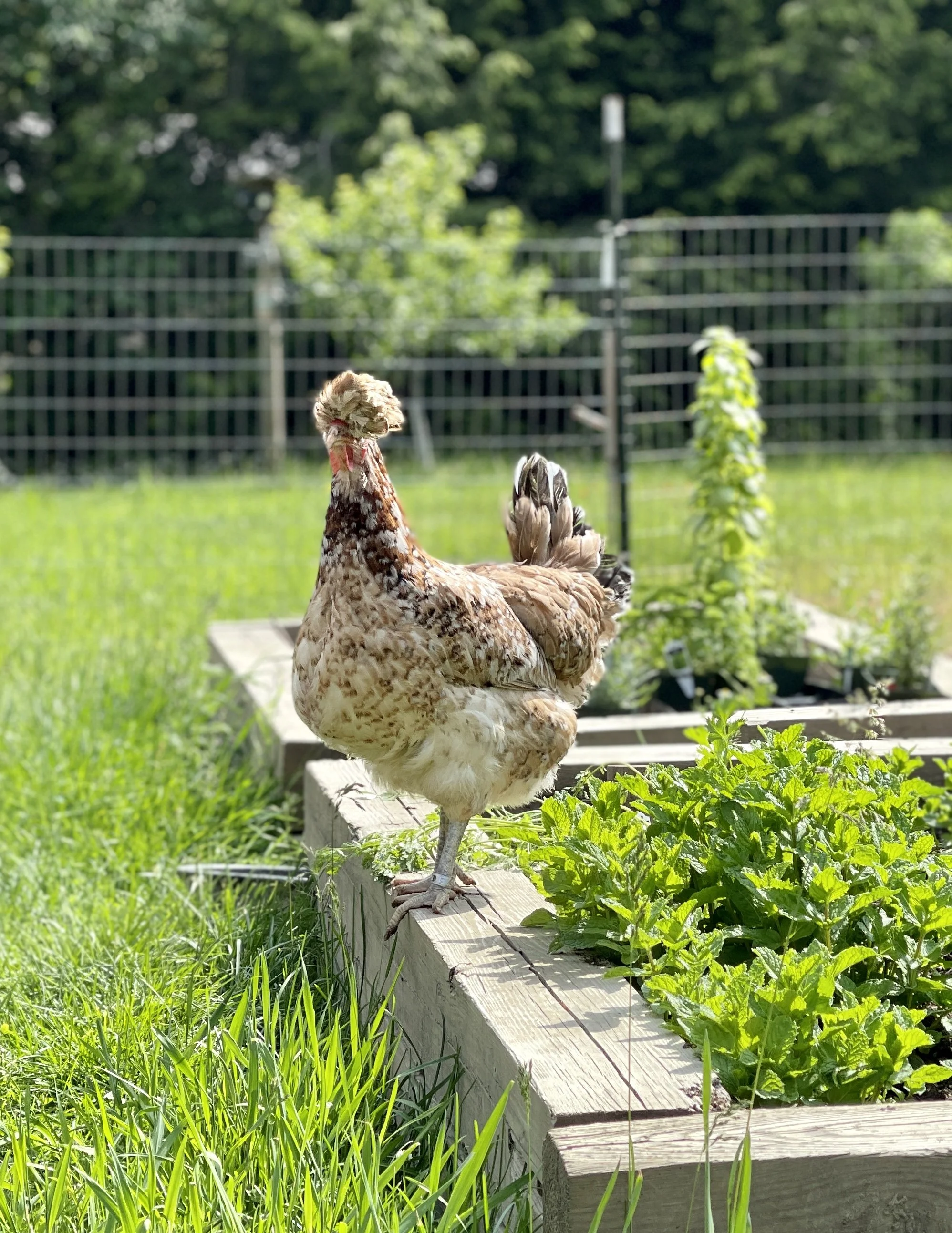 Serama Chicks for Sale | Mini Bantams & Teacup Chickens | Sugar Feather ...